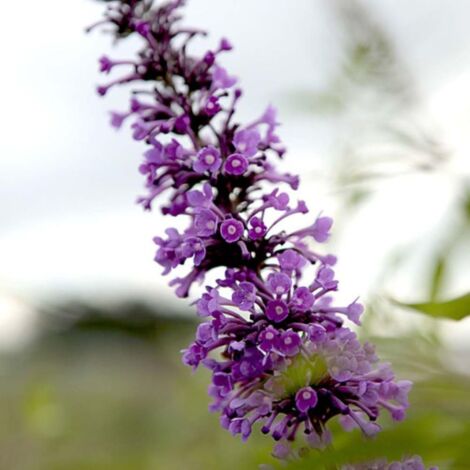 Buddleja Argus Plant White 10 Litre Potted Plant x 1