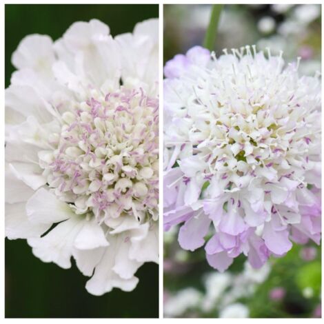 Scabious Kudos collection 9cm Potted Plant x 2 (Contains 1 each of ...