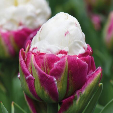 Tulip Ice Cream 5 Bulbs - Spring Flowering