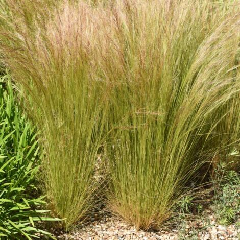 Stipa tenuissima 2 Litre Potted Plant x 1