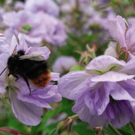 Geranium (Hardy) Cloud Nine 9cm Potted Plant x 3