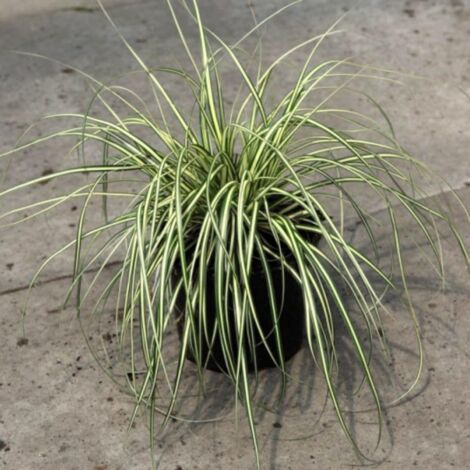 Carex Evergold 1 Litre Potted Plant x 1