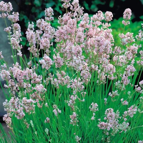 Lavender Angustifolia Rosea 9cm Pot x 1