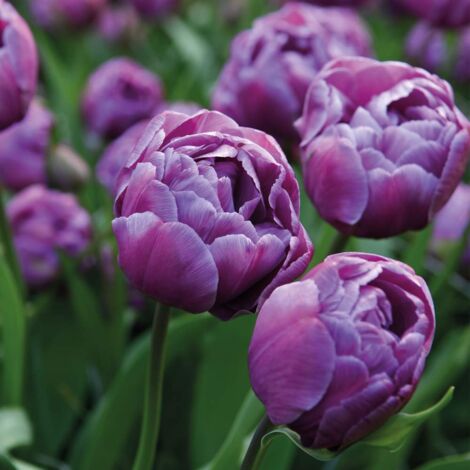 Tulip 'Blue Diamond' pack of 8 bulbs