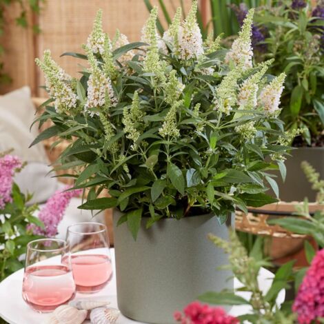 Buddleja Butterfly Candy Little White 9cm Pot x 1
