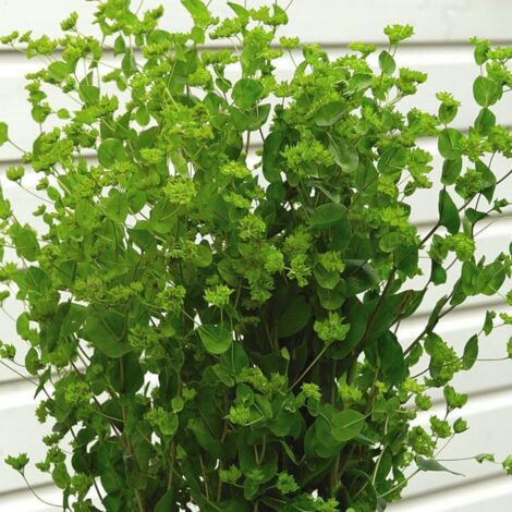 Bupleurum rotundifolium Green Gold 1 Seed Packet