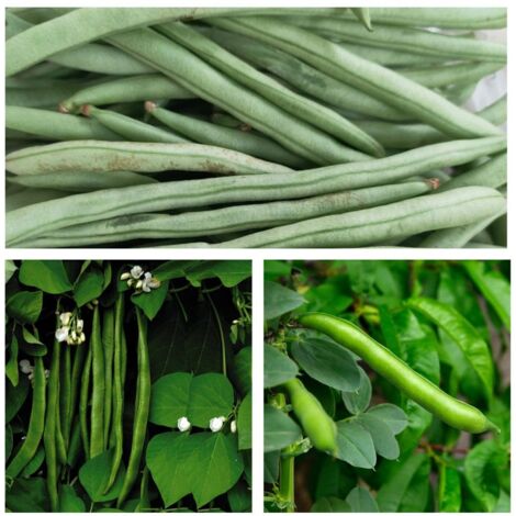 Bean Complete Bean Collection 3 Seed Packets