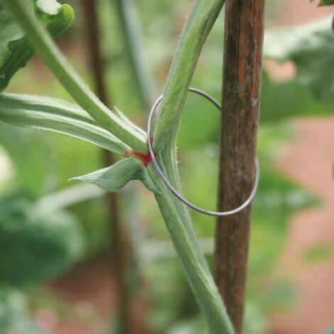 Garden Essentials Sweet Pea Support Rings x 1 Unit