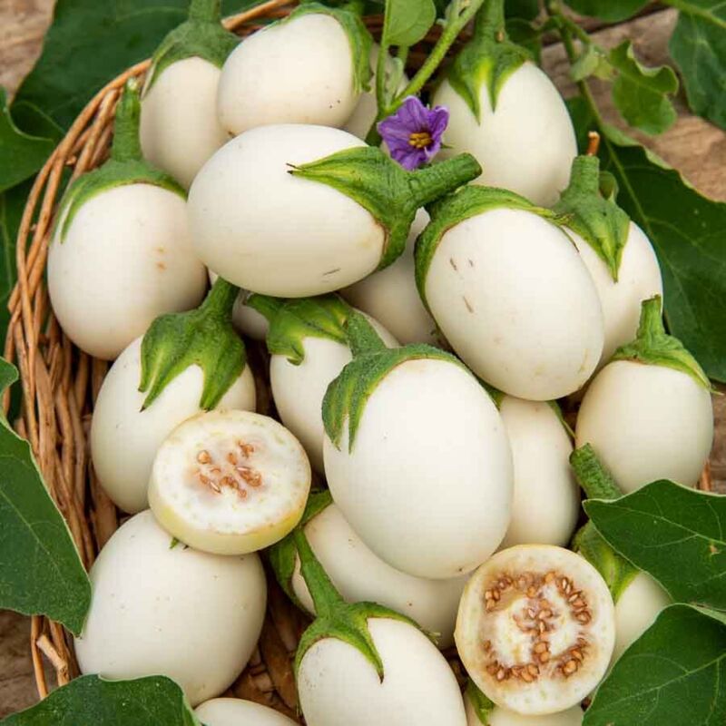 Sachet graines Aubergine blanche ronde à oeuf