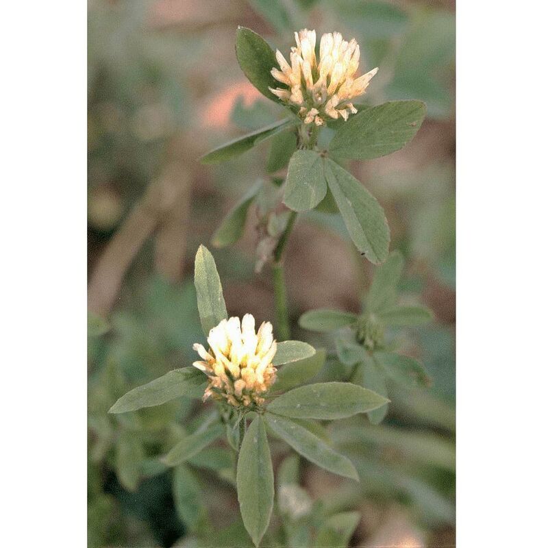 Alexandrinerklee Trifolium alexandrinum MIRIAM 1 kg Leguminosen Klee ...