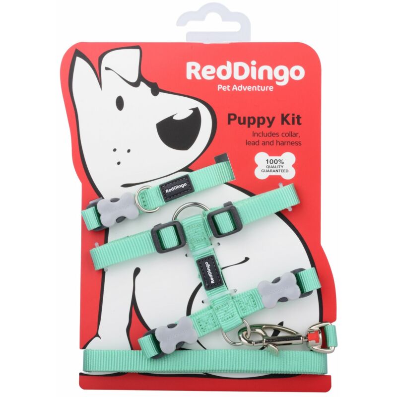 Pack chiot Red Dingo vert pastel