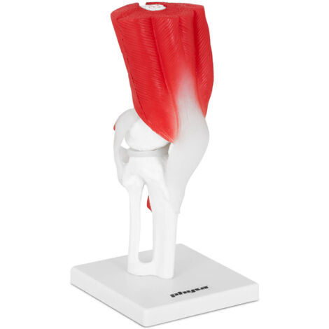 Knie-Modell Knie Gelenk Menschliches Skelett Anatomisches Modell Knie ...
