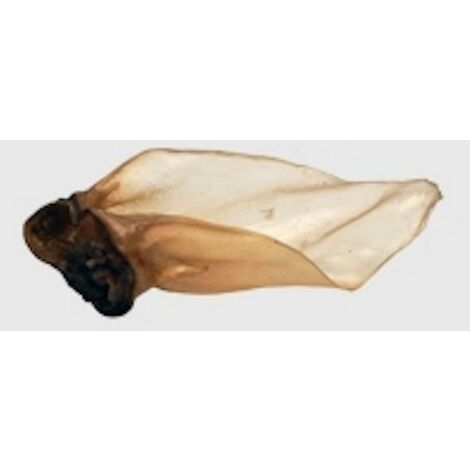 Buffalo Large Ear (with meat) PK50 - 121400