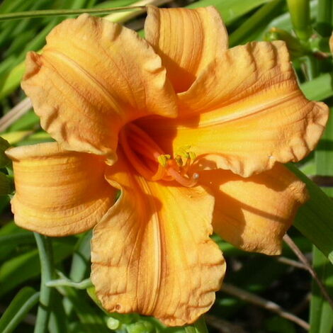 Hemerocallis "Bertie Ferris"