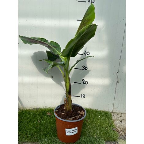 Musa Dwarf Cavendish – Pianta di Banano Nano - Foto Reali H 100cm