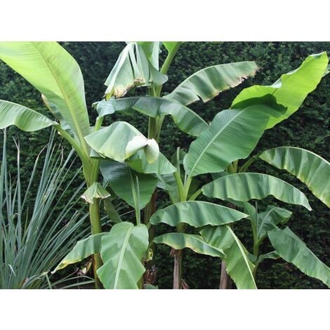 MUSA basjoo Sakhalin (M. japonica) banano giapponese H120 cm