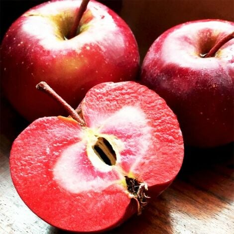 Melo red love polpa rossa H150 foto reali