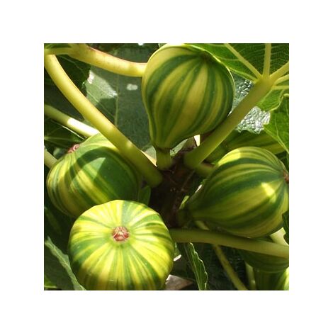 Pianta di fico a striscio fico variegato fico panachè foto reali H 60cm ...