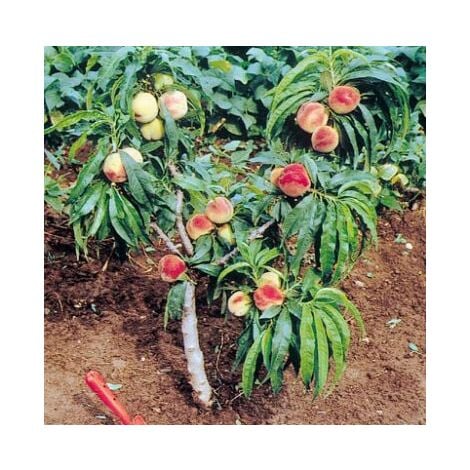 Pesco nano pianta da frutto, nano, pianta da vaso