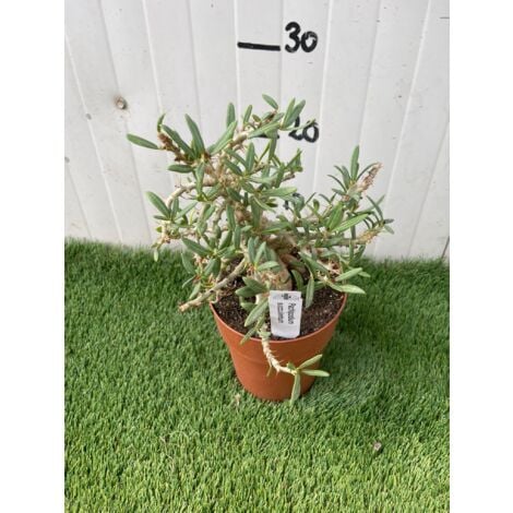 Pianta Grassa Pachypodium Succulentum, foto reali