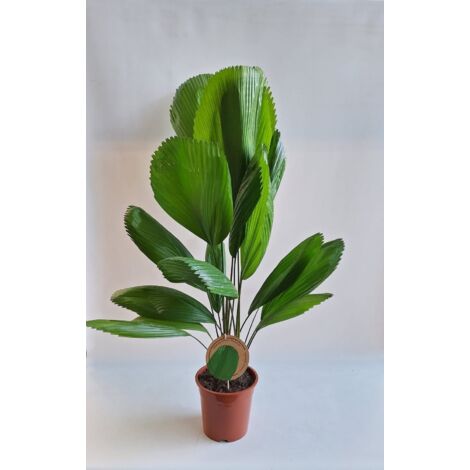 Licuala Grandis - "Palma a Ventaglio" H 75 cm