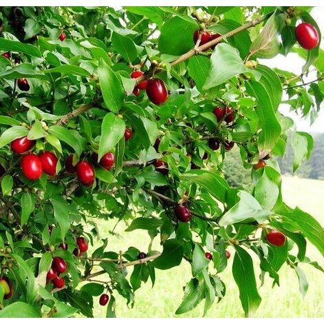 Pianta di Cornaiolo (cornus mas)