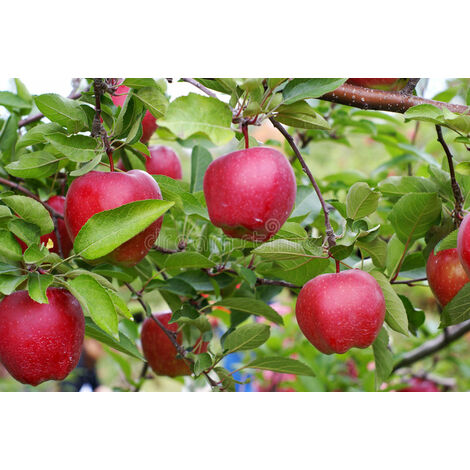 Pianta di Melo Starkspur Red delicious vaso 24cm