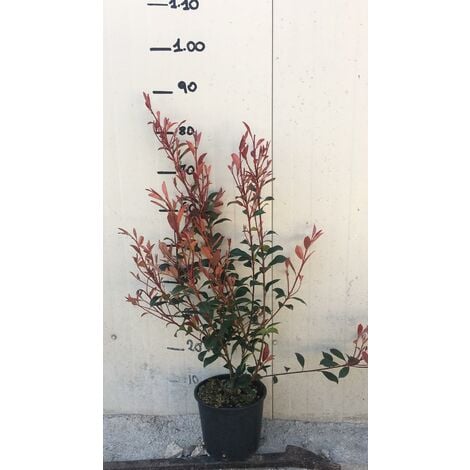 50 PIANTE DI PHOTINIA COMPACTA H 90CM FOTO REALI PIANTE DA SIEPE
