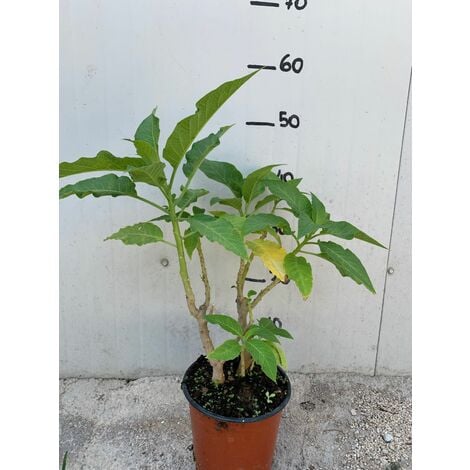 Pianta Brugmansia arborea, Datura arborea TROMBONE DELL'ANGELO FOTO REALI