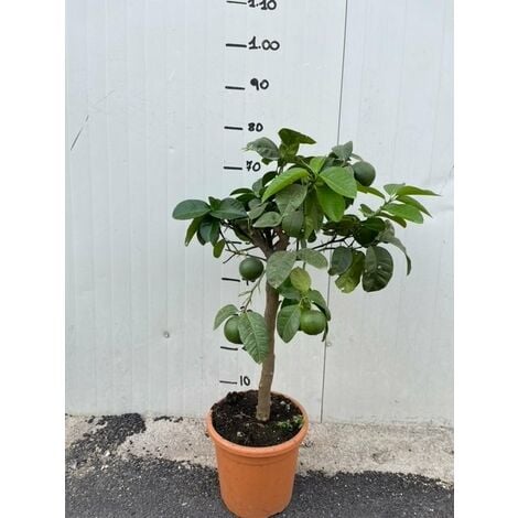 Pianta di arancio Arcobal foto reali h 80cm