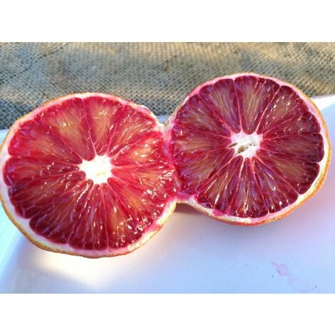 Pianta di arancio Arcobal foto reali h 80cm