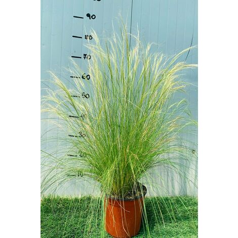 Pianta di Stipa Tenuissima vaso 24cm foto reali