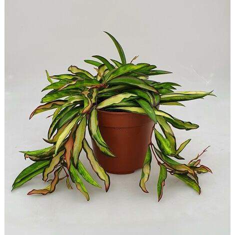 Pianta di Hoya wayetii Tricolor fiore di cera Hoya carnosa foto reali