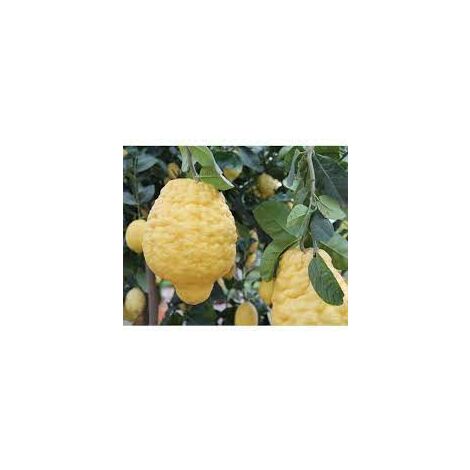 Pianta di Cedro Maxima, Cedro Gigante, Citrus Medica Maxima foto reali ...