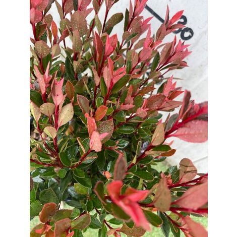 PHOTINIA X FRASERI CHICO NOVITA'