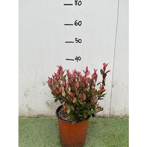 PHOTINIA X FRASERI CHICO NOVITA'
