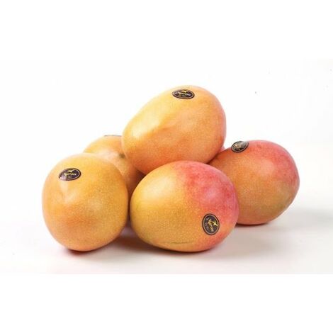 MANGIFERA INDICA PIANTA DI MANGO MAYA INNESTATA FOTO REALI H 140cm