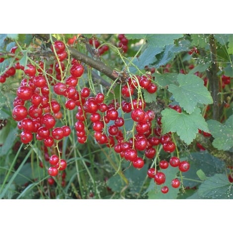 RIBES ROSSO RIBES RUBRUM foto reali H 70cm