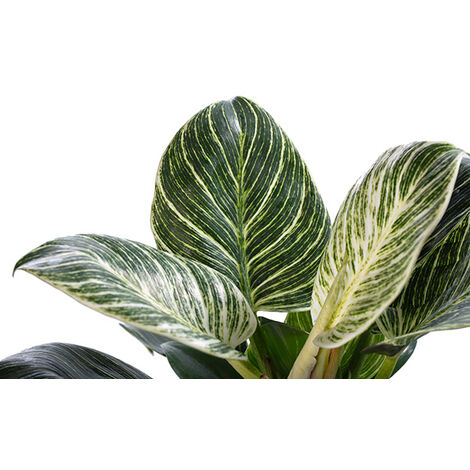 Philodendron Birkin Zebra Filodendro Zebra H 60cm foto reali