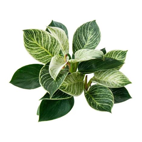 Philodendron Birkin Zebra Filodendro Zebra H 60cm foto reali