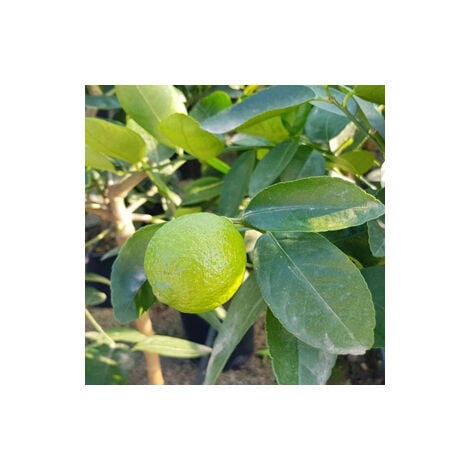 Pianta di Lime Limetta Messicana Citrus Aurantifolia in vaso foto reali