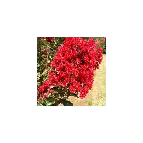 Pianta di Lagerstroemia indica Vaso Ø24cm h 140cm vari colori foto ...