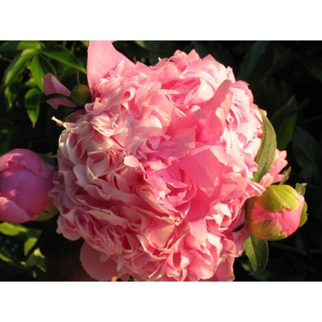 Pianta di PEONIA ‘Sarah Bernardt’ Lactiflora Fiori doppi, color rosa ...