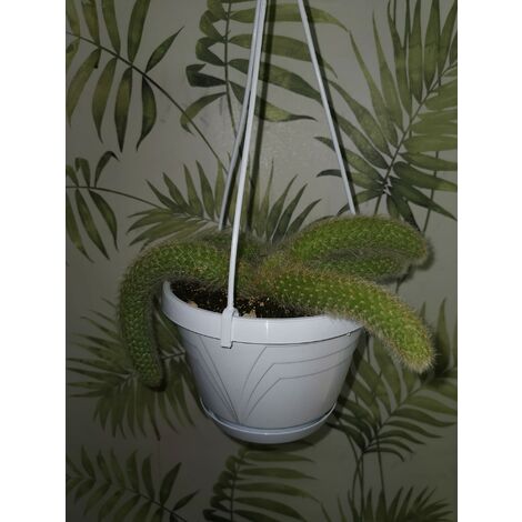 Pianta Cactus Coda di Scimmia 'Hildewintera Colademononis' Bolivia Foto ...