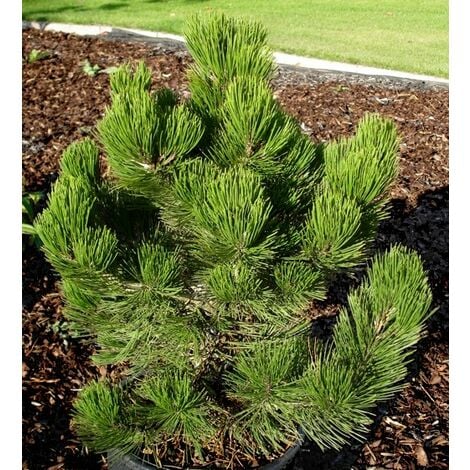 Pianta PINUS HELDREICHII 'COMPACT GEM' pino nano Foto Reali