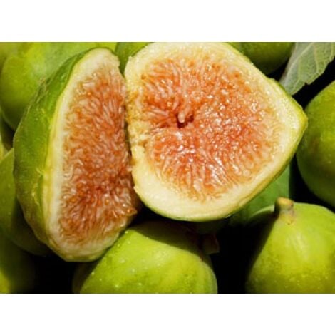 Fico Fiorone Petrelli - Varietà di origine barese Pianta da Frutta