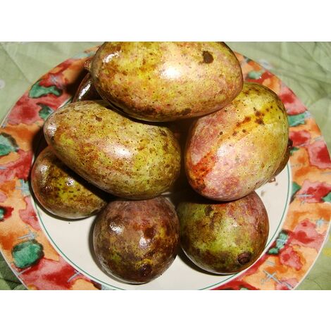 Kasturi Mango Plant Mangifera Casturi - Pianta di Frutto Frutta Foto Reali