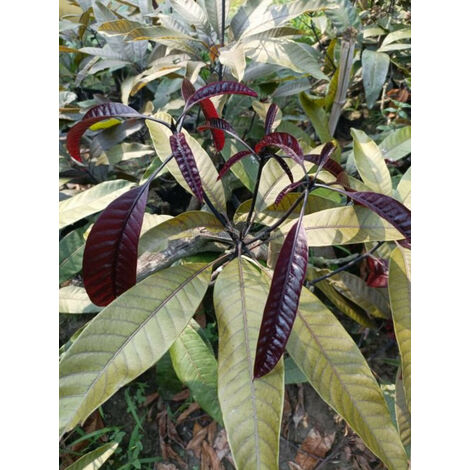 Kasturi Mango Plant Mangifera Casturi - Pianta di Frutto Frutta Foto Reali