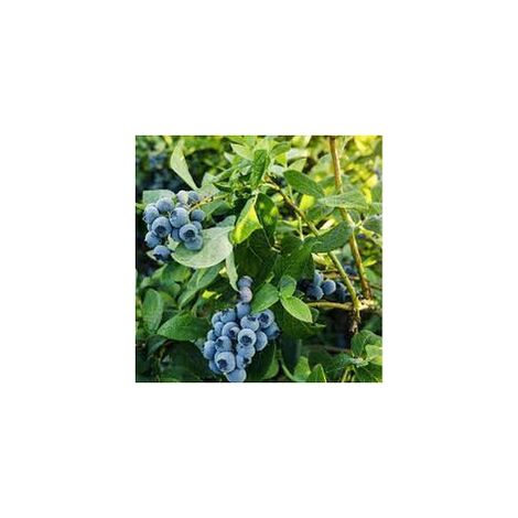 Mirtillo americano vaccinium corymbosum - Pianta di frutta frutto Foto ...