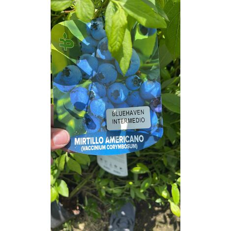 Mirtillo americano vaccinium corymbosum - Pianta di frutta frutto Foto ...
